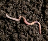 Roots & Worms Science Lesson + Projects for Early Elem