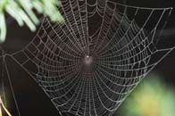 Make a Spore Print and Preserve a Spider Web