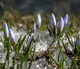 Spring Science Lesson + Science Projects for Elementary Kids