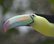 Learn About Birds | Science Lesson for Kids | Biology