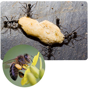 Bees and Ants Young Science Explorers