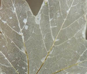 How to Make Skeleton Leaves: A Fun Project with Nature